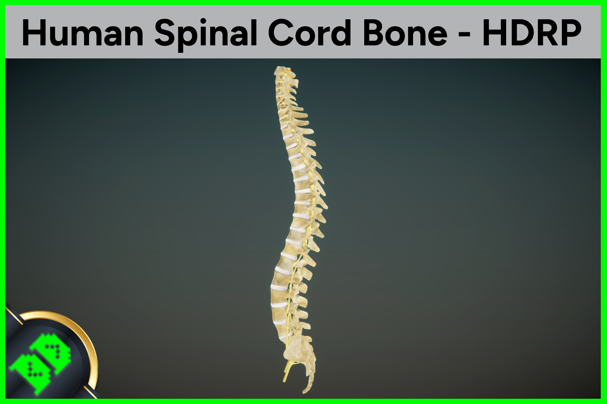 Human Spinal Cord Bone - HDRP | キャラクター | Unity Asset Store