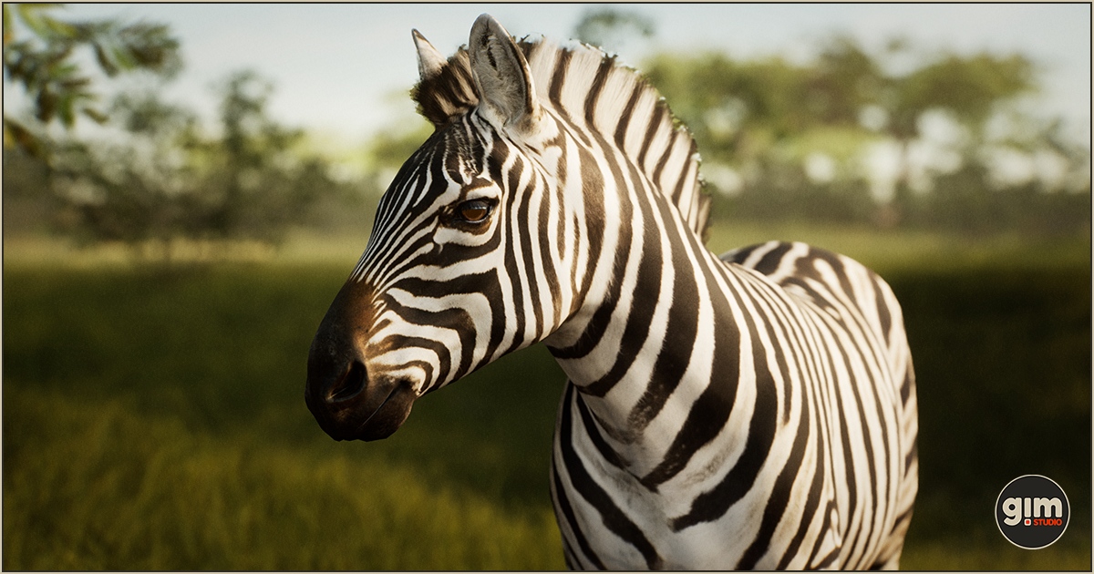 Animalia - Zebra (male) | Characters | Unity Asset Store