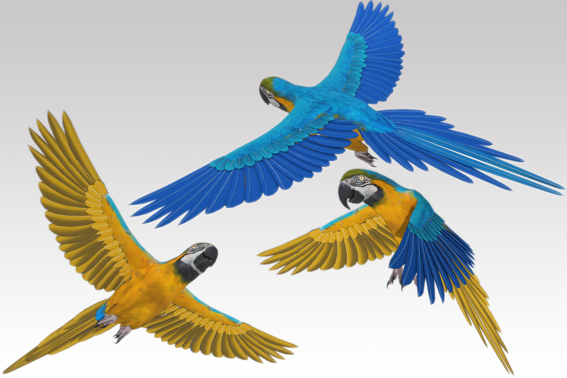 Blue and Yellow Macaw | Characters | Unity Asset Store