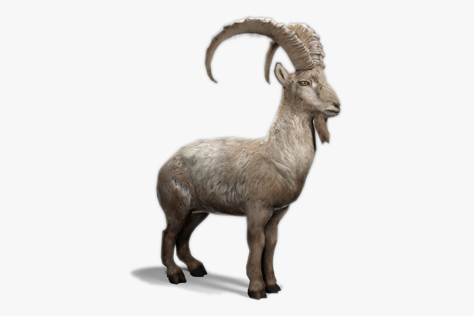 Alpine Ibex | Characters | Unity Asset Store