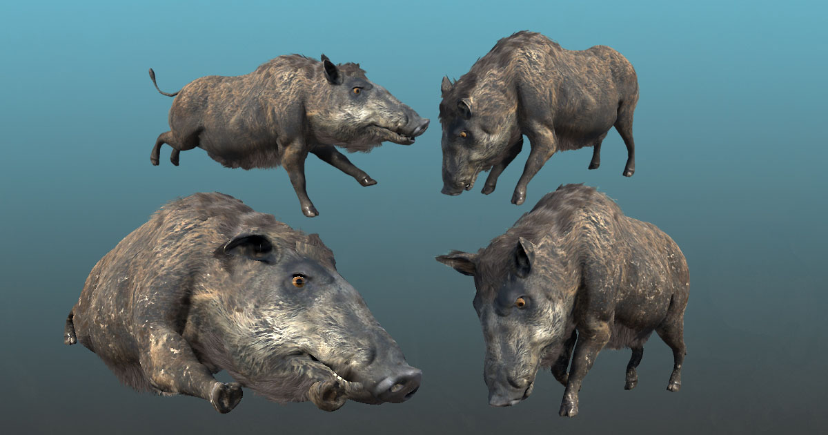 Forest Animal - Female Boar | Characters | Unity Asset Store