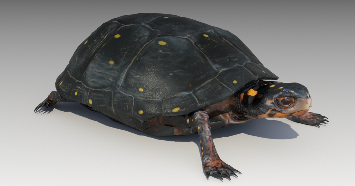 Spotted-turtle | Characters | Unity Asset Store