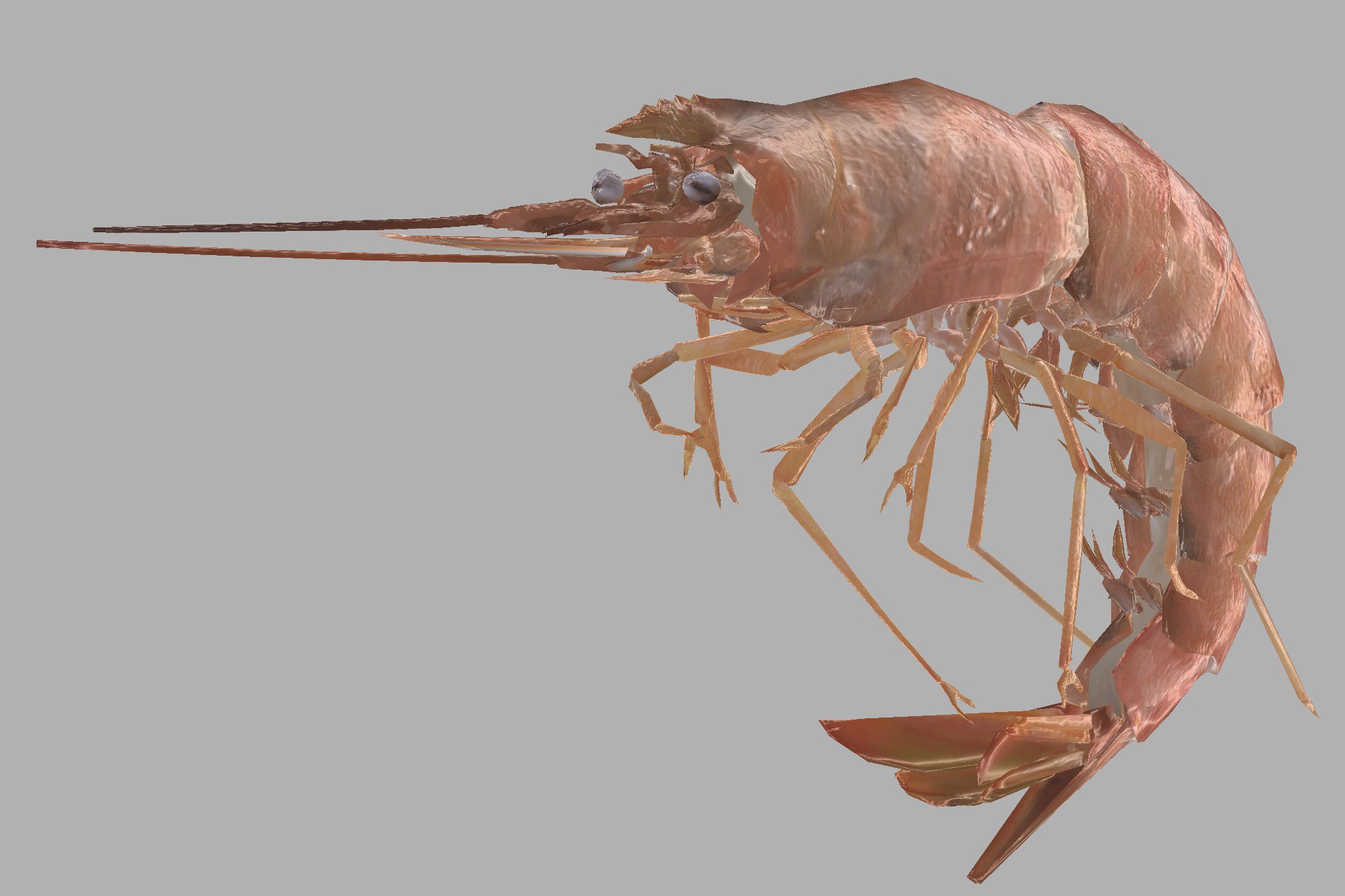 Shrimp | 3D Animals | Unity Asset Store