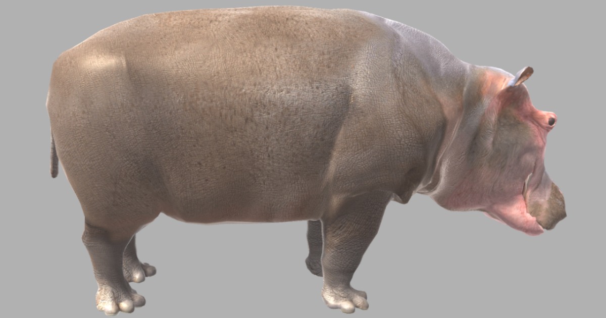 Hippopotamus pack | Characters | Unity Asset Store