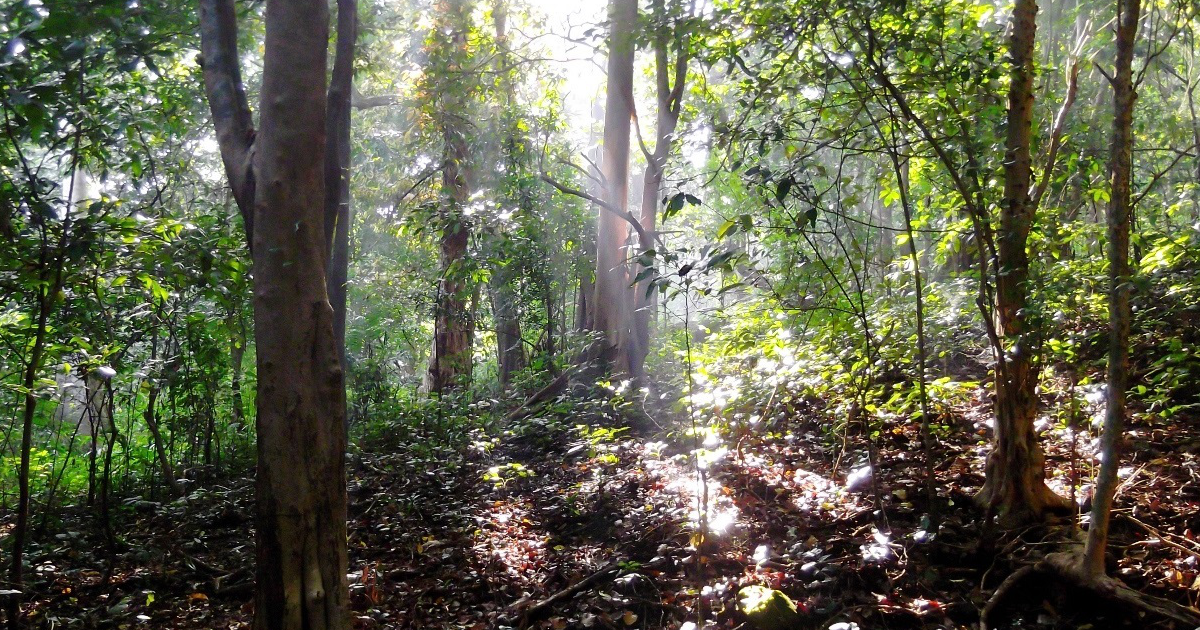 Forest Ambiences | Nature Ambient | Unity Asset Store