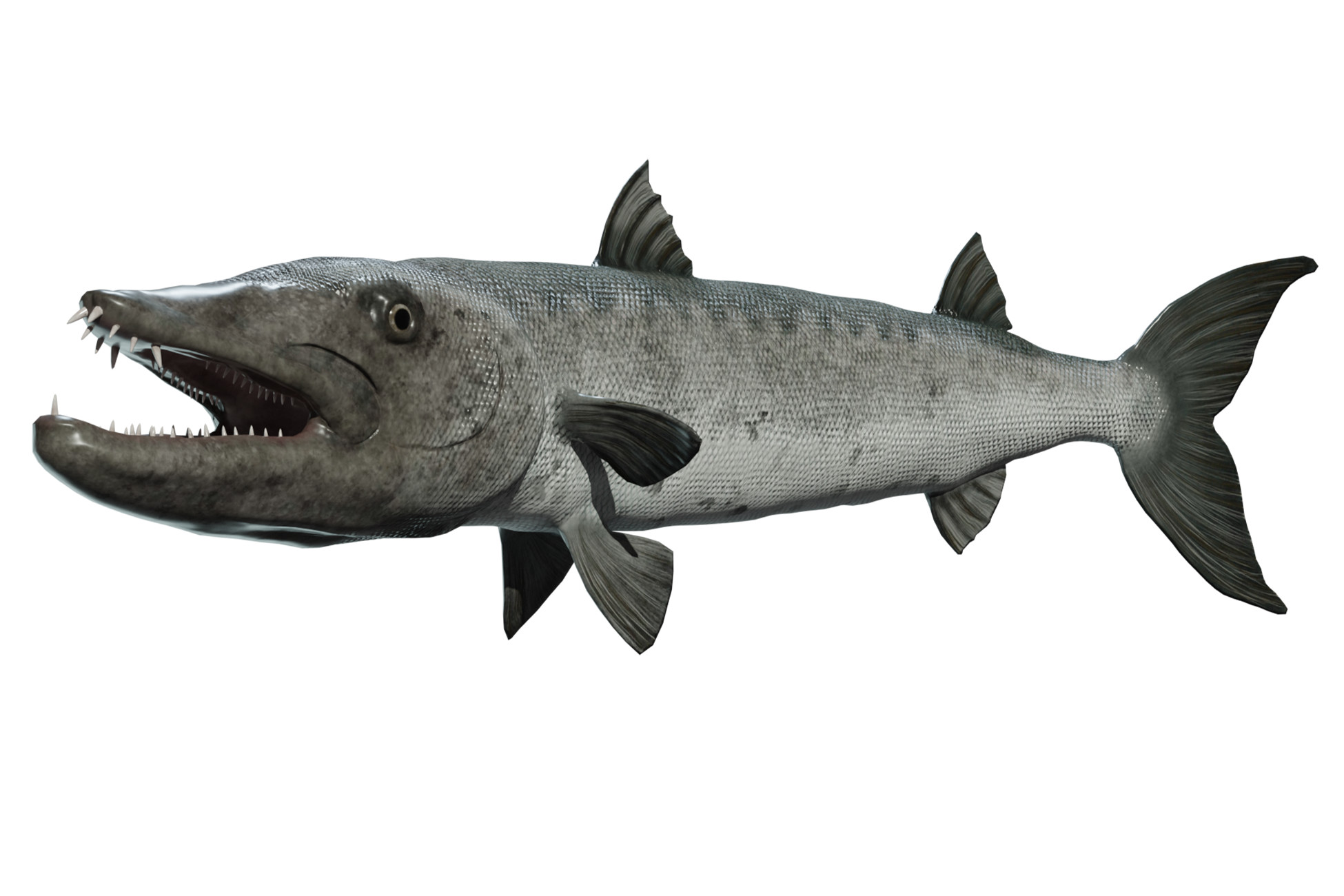 Barracuda | Characters | Unity Asset Store