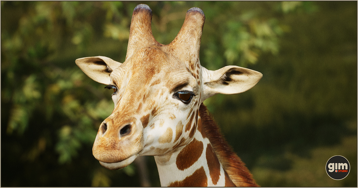 Animalia - Giraffe (male) | Characters | Unity Asset Store