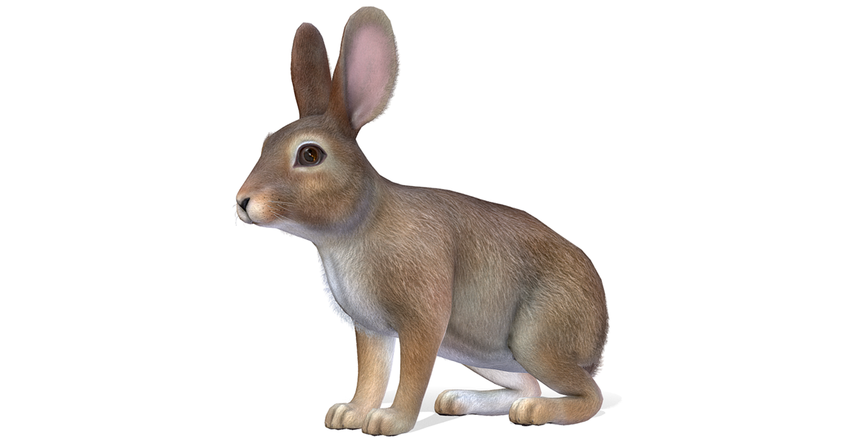 Rabbit Realistic | Characters | Unity Asset Store