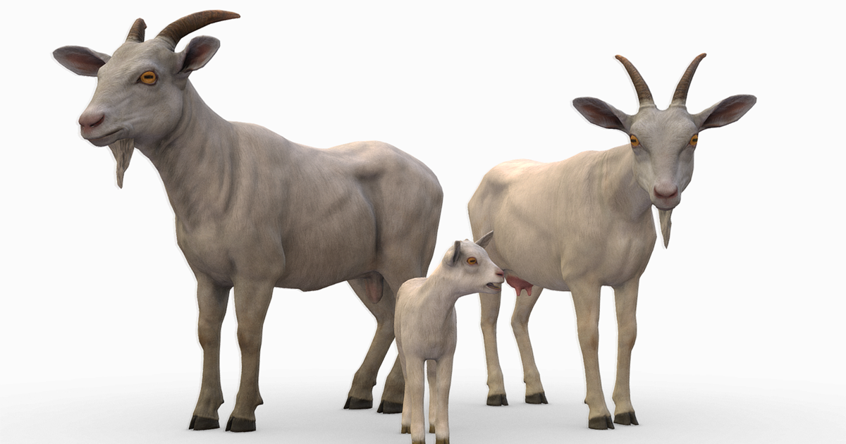 Goat family | 캐릭터 | Unity Asset Store