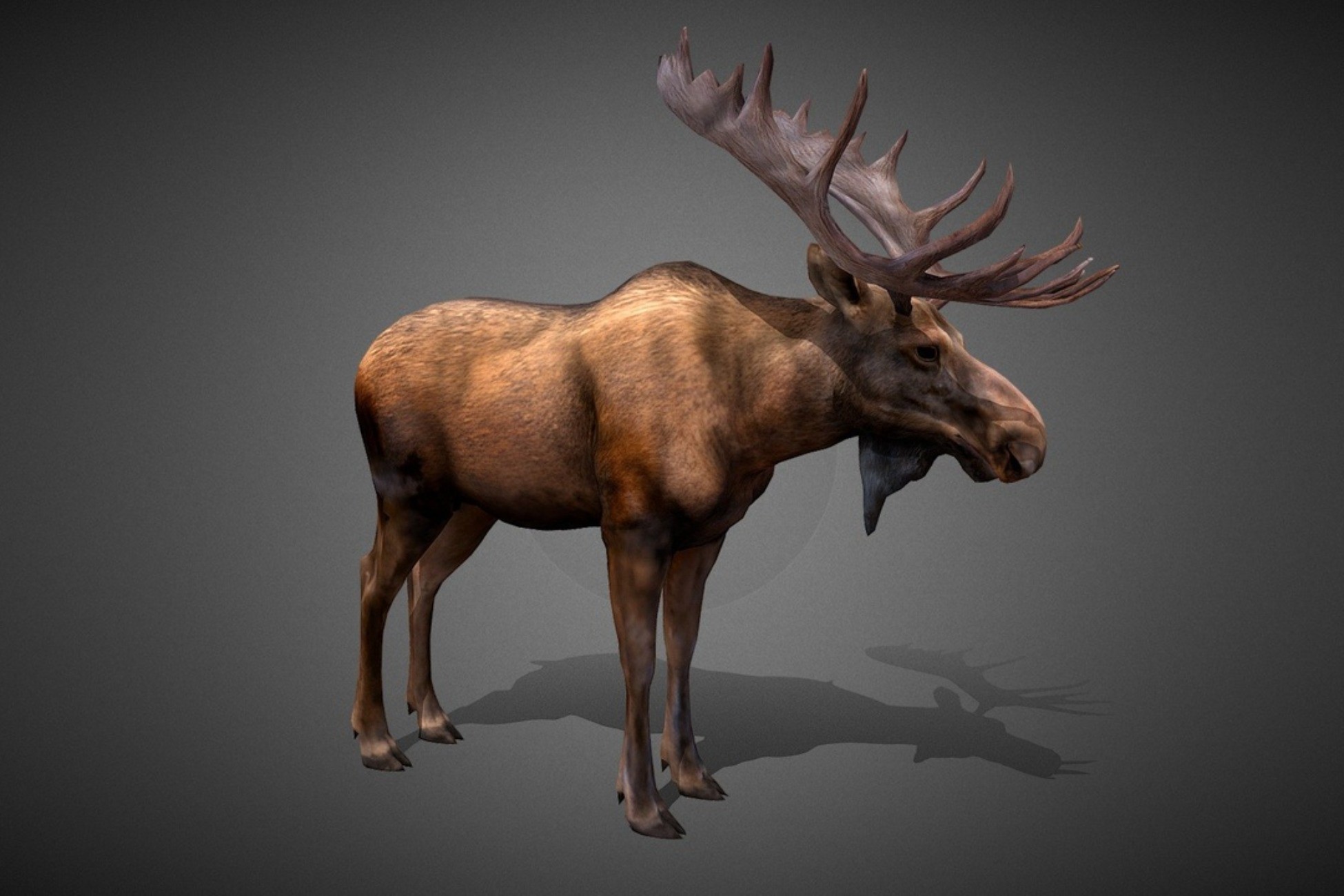 Realistic Animated Moose | 캐릭터 | Unity Asset Store