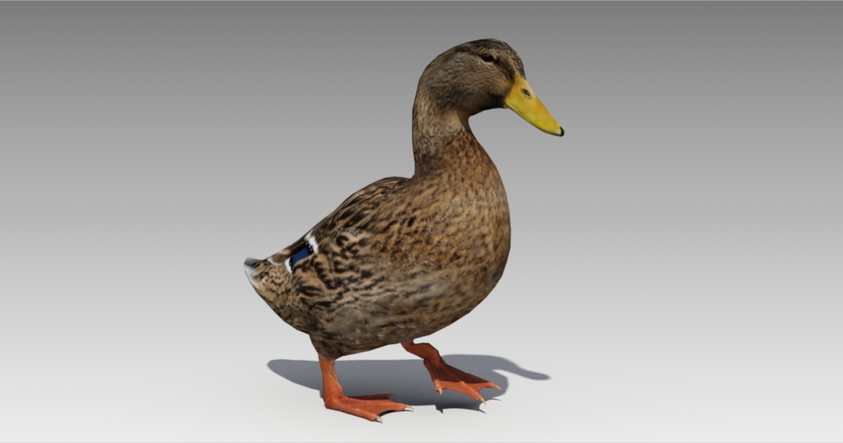 Mallard Duck Female | 캐릭터 | Unity Asset Store