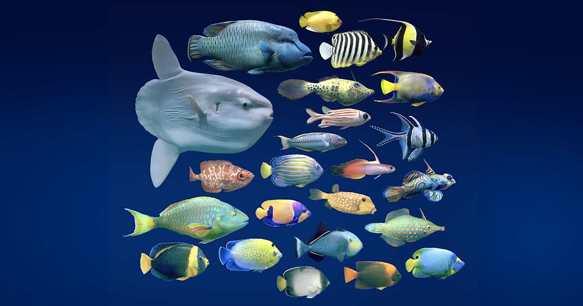 Global Reef Fish Pack 24 | Characters | Unity Asset Store