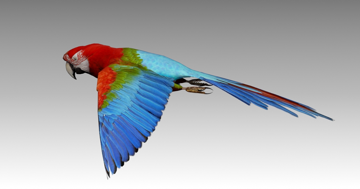 Parrot Animated | Characters | Unity Asset Store