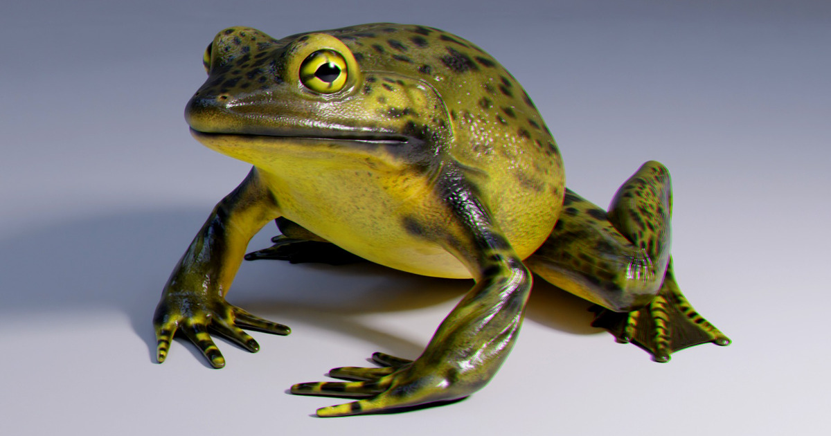 Goliath Bullfrog | 3D 动物 | Unity Asset Store