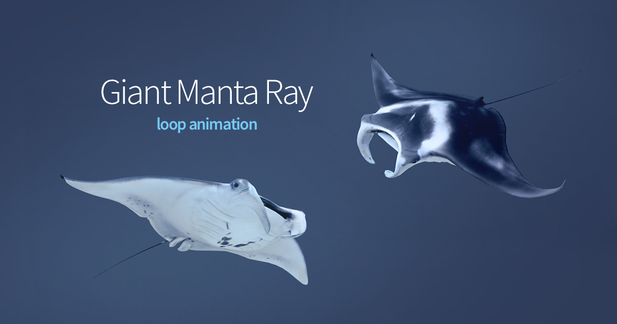 Giant Manta Ray | Characters | Unity Asset Store