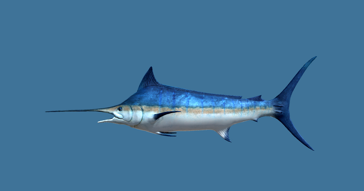 Animal Fish Blue Marlin (Full Version) | Characters | Unity Asset Store