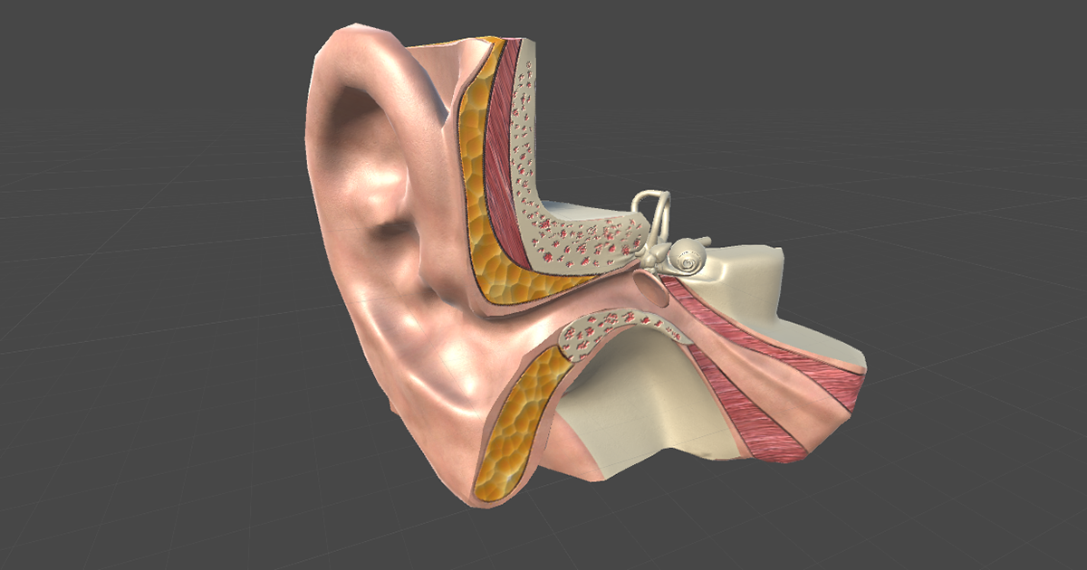 Cross Section Human Ear | 3D | Unity Asset Store