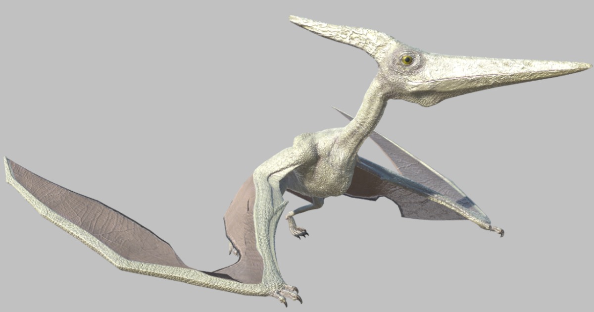 Pteranodon longiceps | Characters | Unity Asset Store