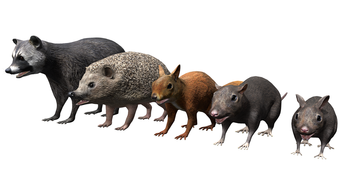 Rodent pack | Characters | Unity Asset Store