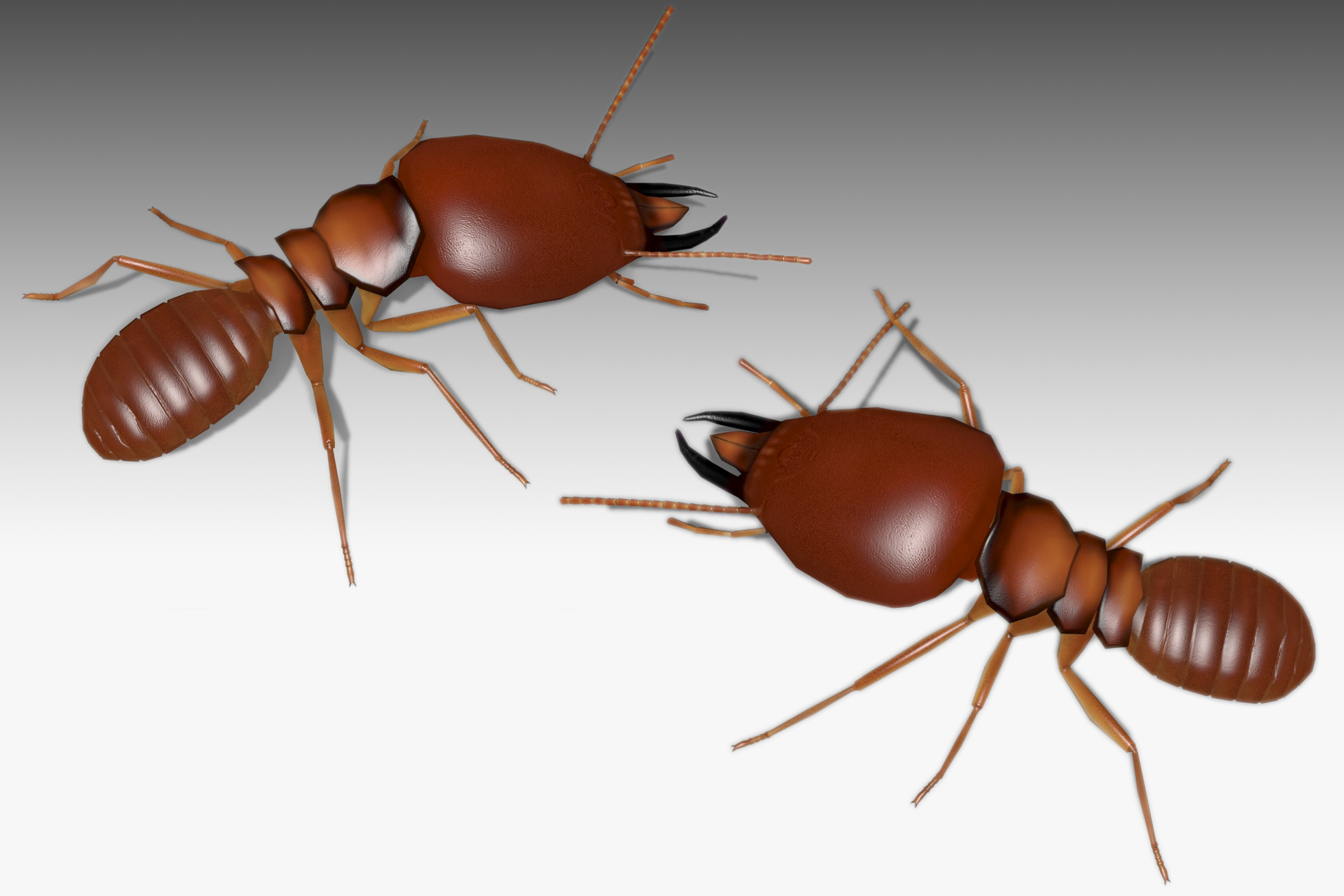 Termite | Characters | Unity Asset Store