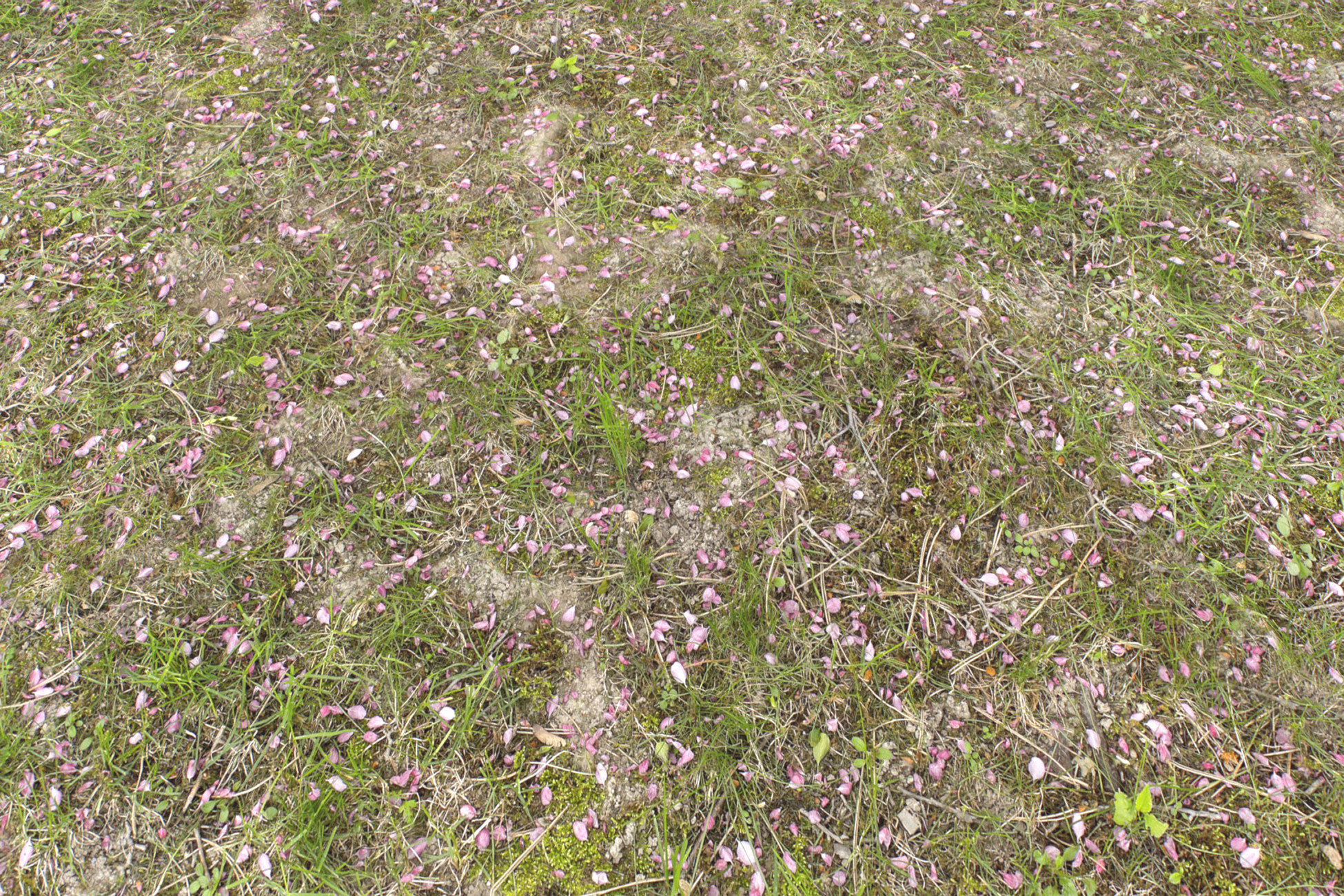 Forest Terrain Textures Pack 3 | 2D Floors | Unity Asset Store