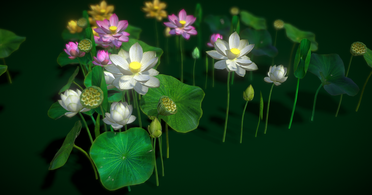 Flower Nelumbo Nucifera | 3D Flowers | Unity Asset Store