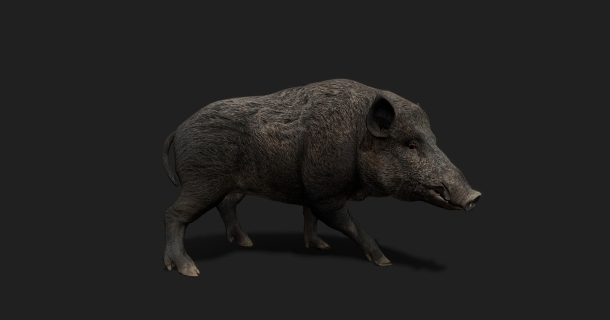 Realistic Animated Boar 2.0 | 캐릭터 | Unity Asset Store