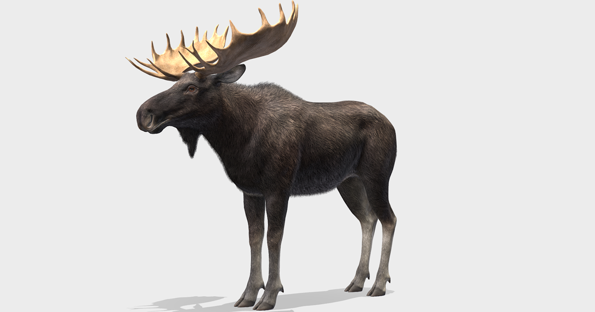 Moose - Bull | Characters | Unity Asset Store