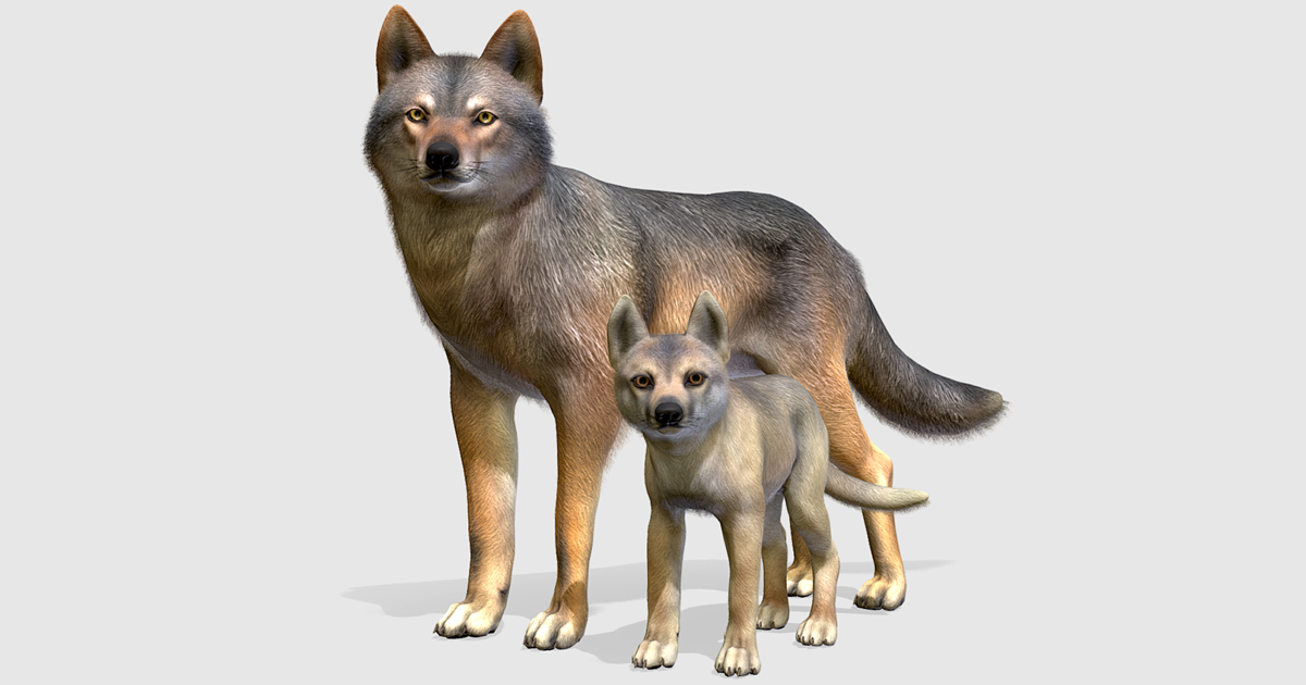 Wolf Family | Characters | Unity Asset Store