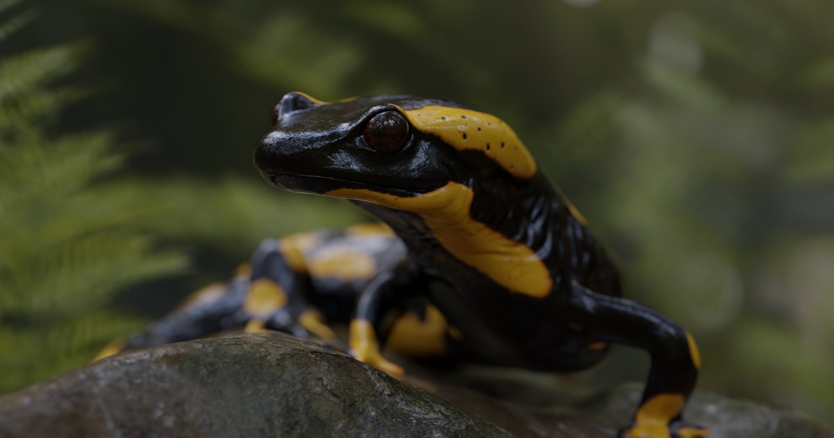 Animated Salamander | 3D Animals | Unity Asset Store