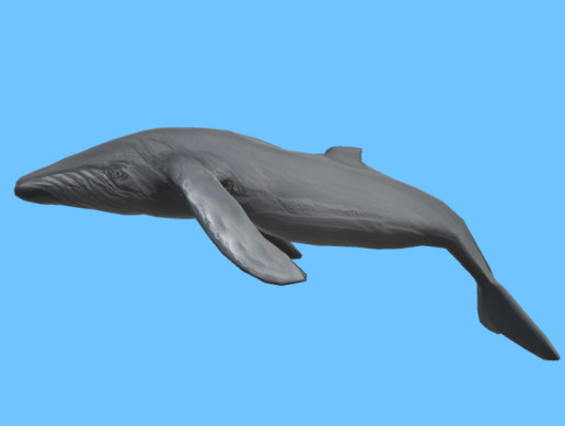 Low-Poly Humpback Whale | Characters | Unity Asset Store