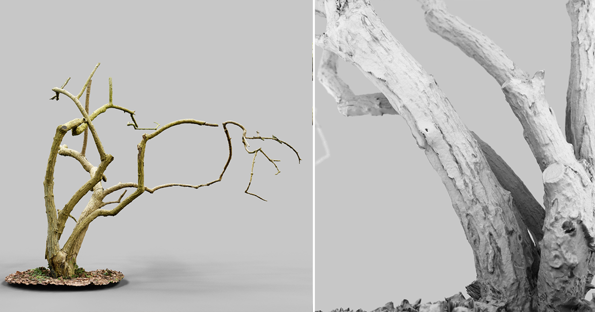 Cherry Tree Realistic | 3D Trees | Unity Asset Store