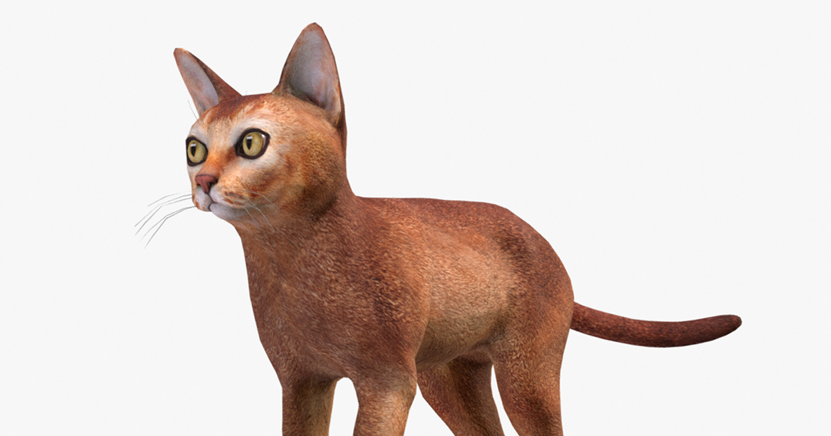 Cat - Abyssinian | 3D Animals | Unity Asset Store