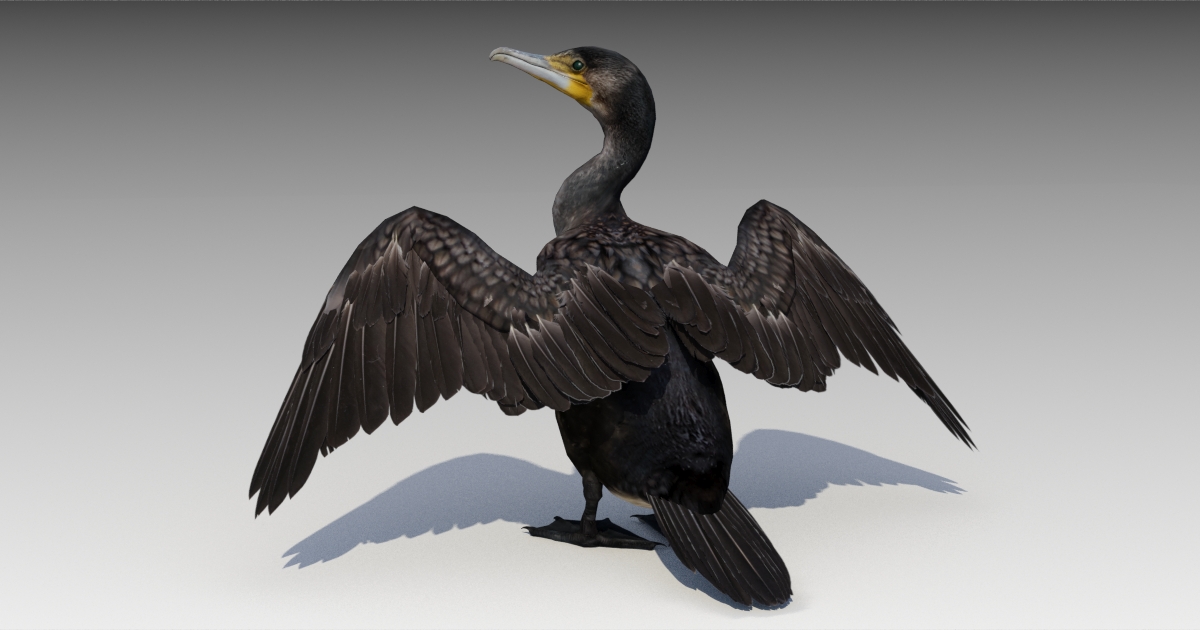 Great Cormorant | Characters | Unity Asset Store