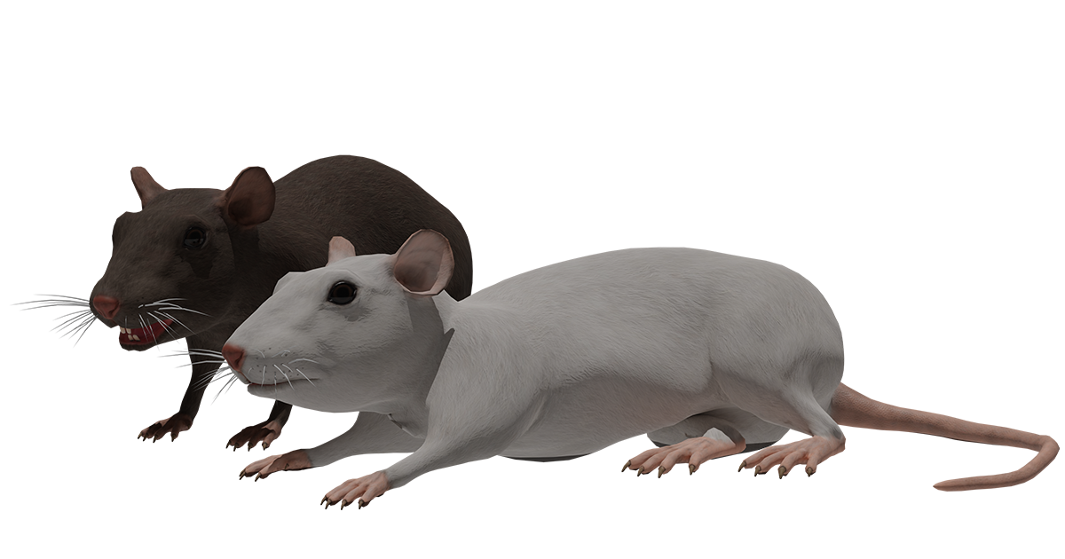 Rat | Characters | Unity Asset Store