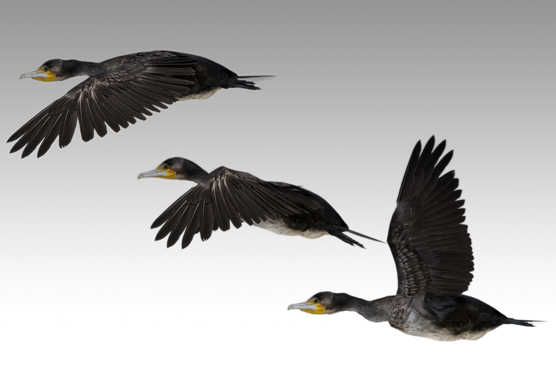 Great Cormorant | Characters | Unity Asset Store