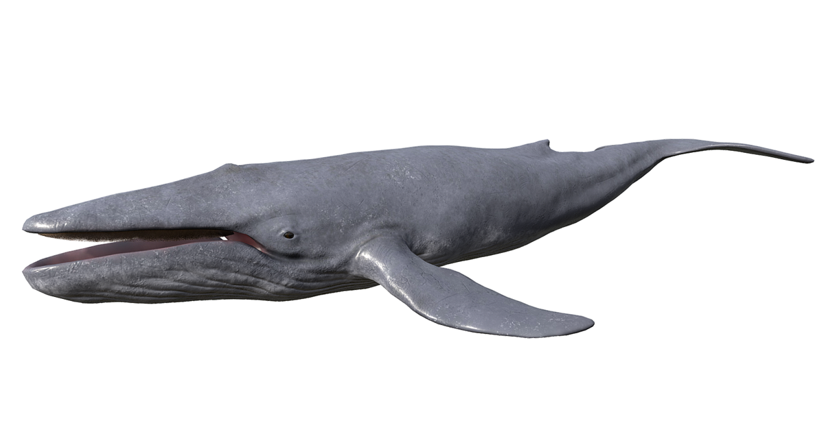 Realistic Blue Whale | Characters | Unity Asset Store
