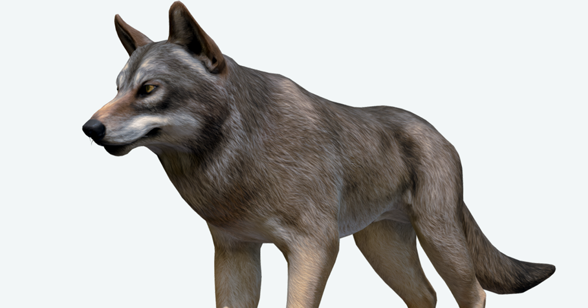 Wolf realistic | Characters | Unity Asset Store