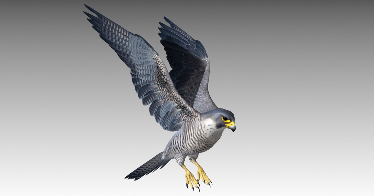 Falcon | Characters | Unity Asset Store