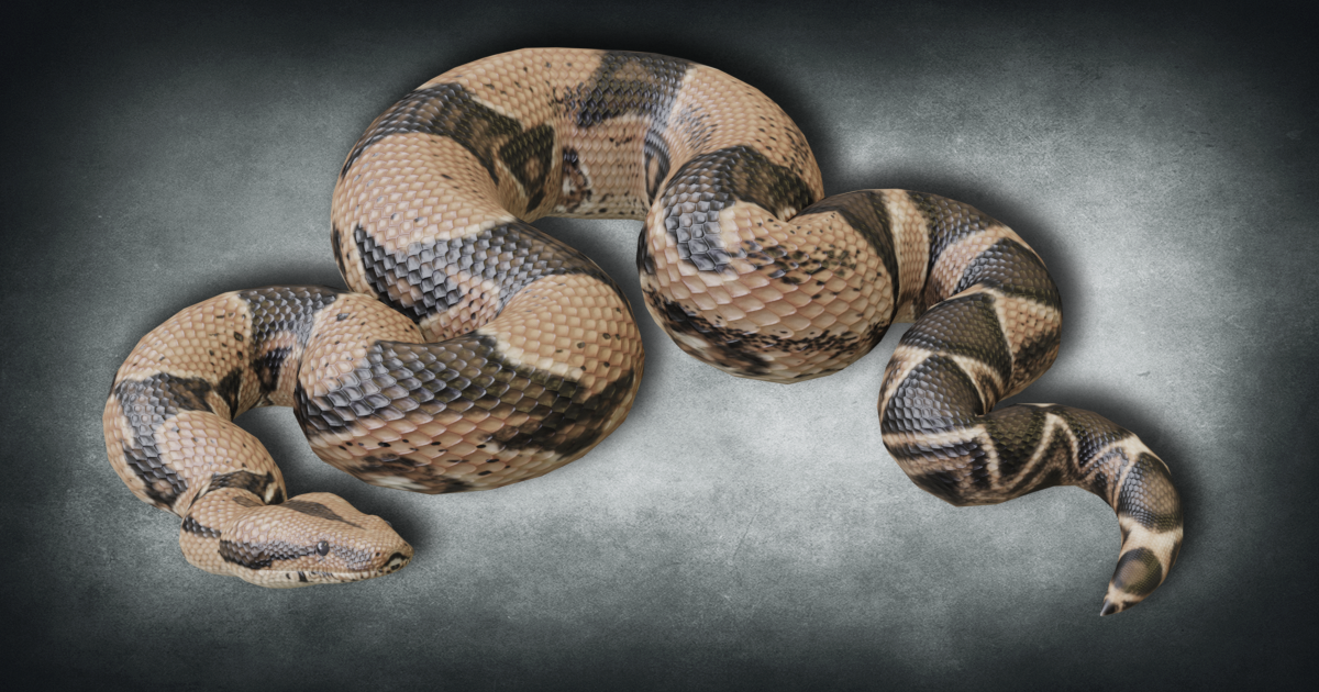 Animated Boa Constrictor PBR | Characters | Unity Asset Store