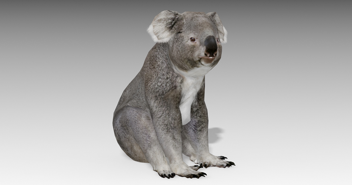 Koala Animated | Characters | Unity Asset Store