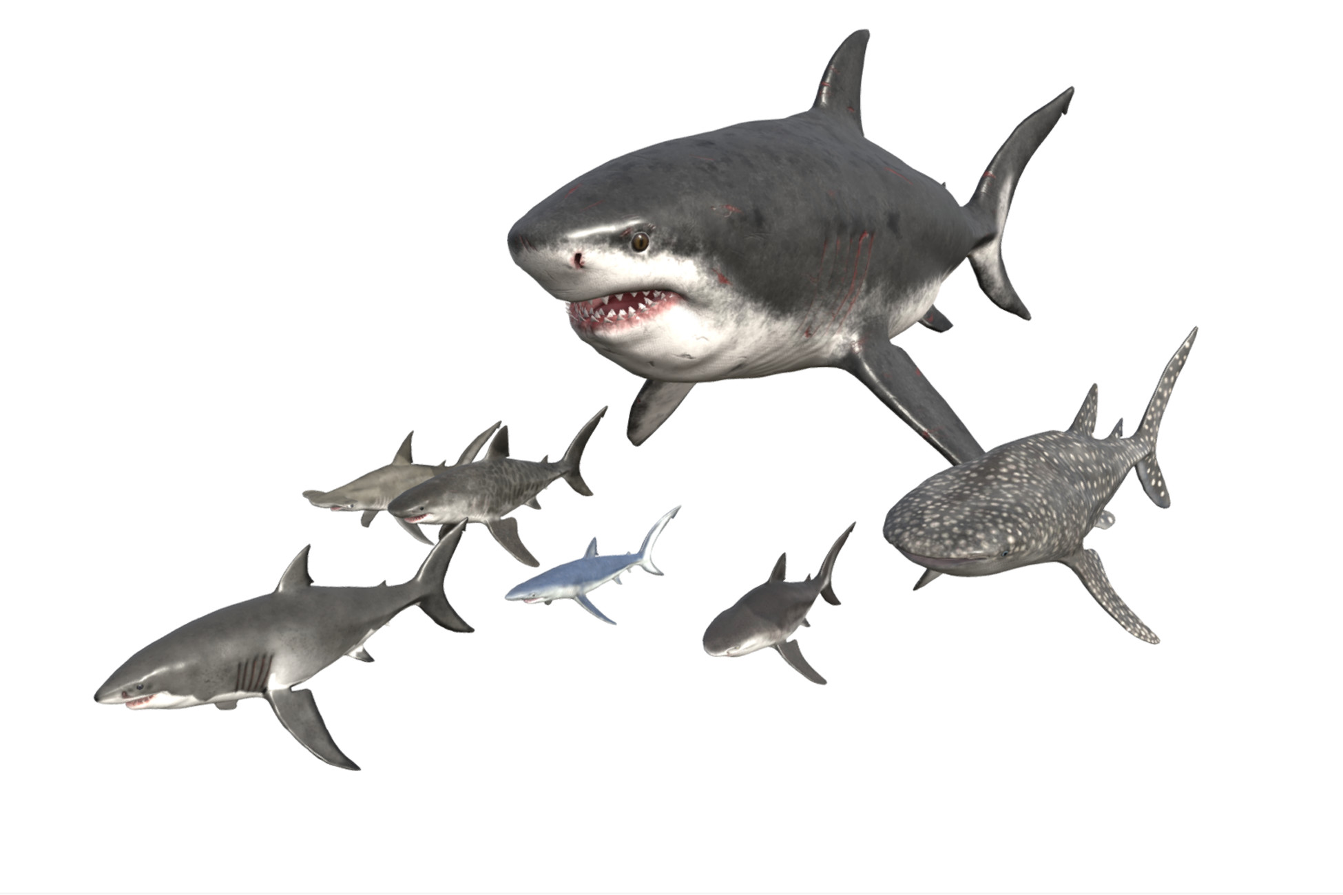 Shark Pack | 角色 | Unity Asset Store
