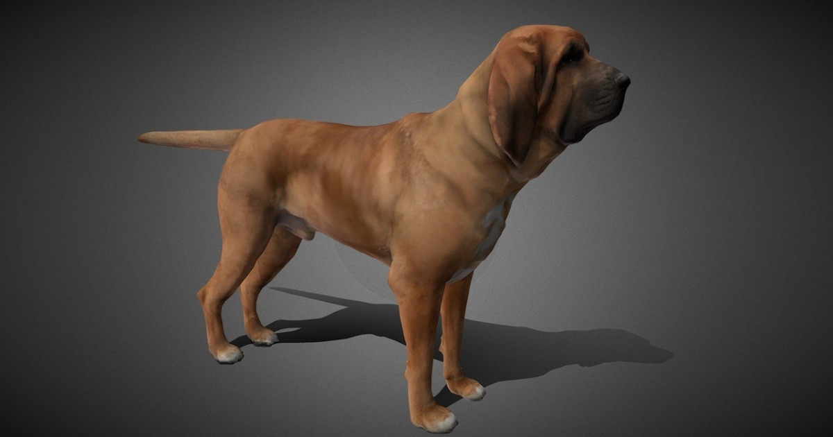 Bloodhound Dog 3D Model | キャラクター | Unity Asset Store