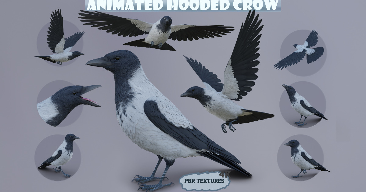 Realistic Animated Hooded Crow | Characters | Unity Asset Store