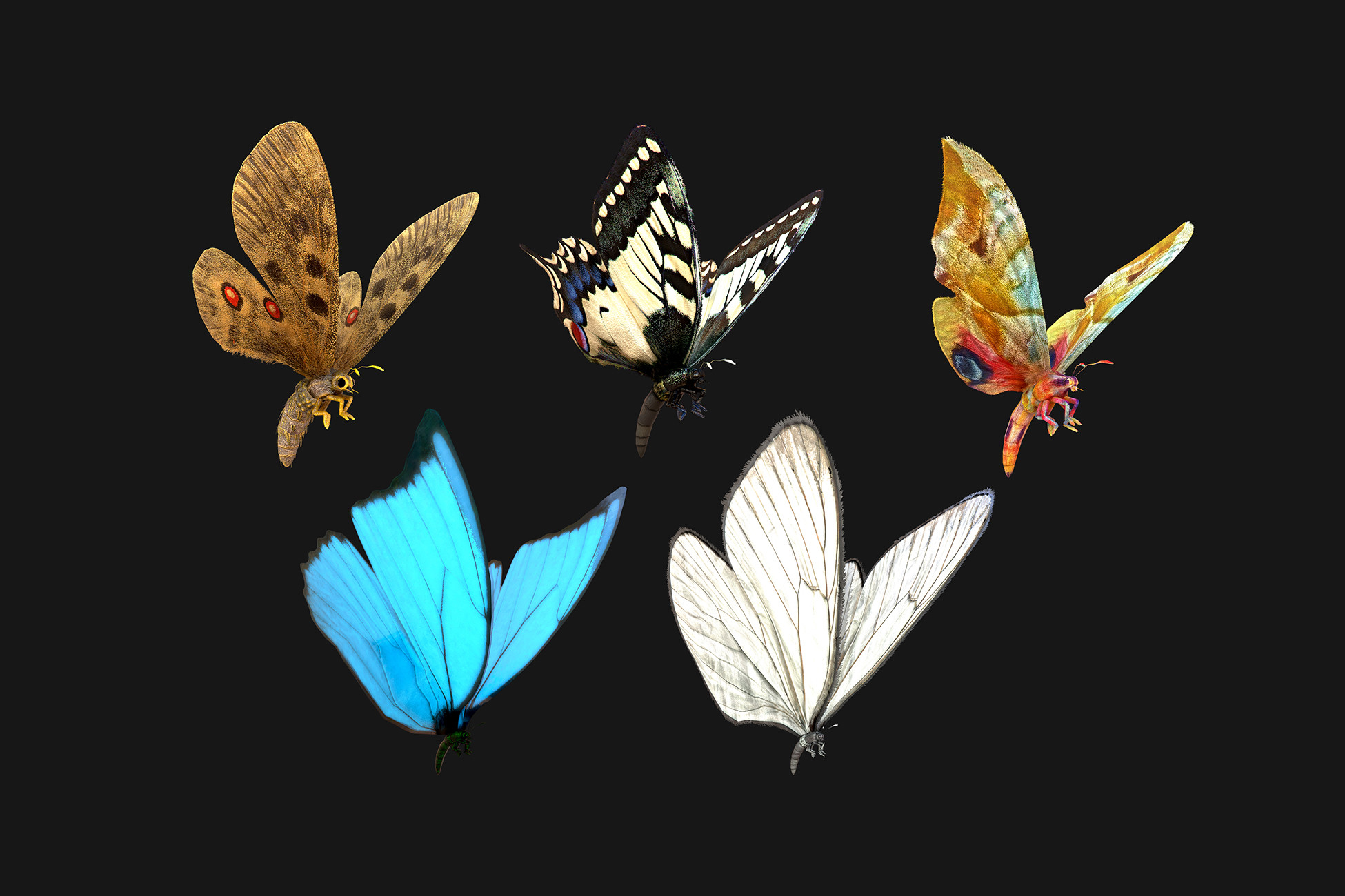 Butterflies Collection | Characters | Unity Asset Store