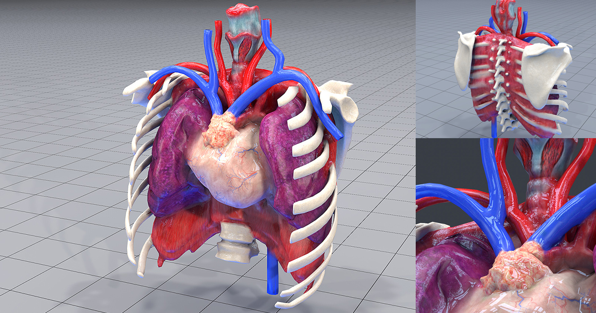 Heart Lungs ANIMATED | 3D Characters | Unity Asset Store
