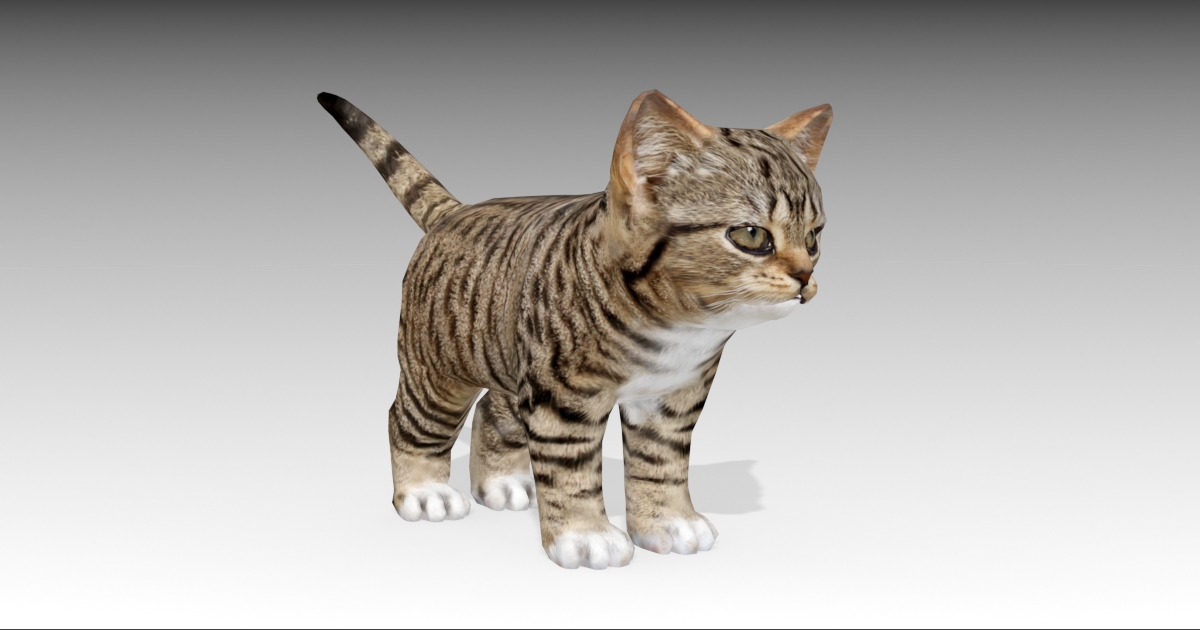 Kitten | Characters | Unity Asset Store