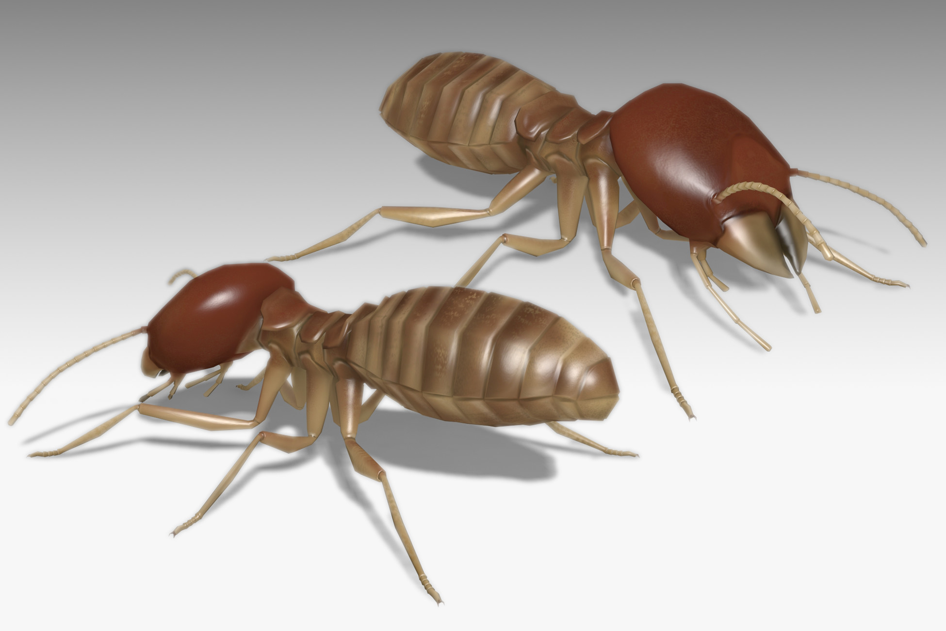 Termite Worker | Characters | Unity Asset Store