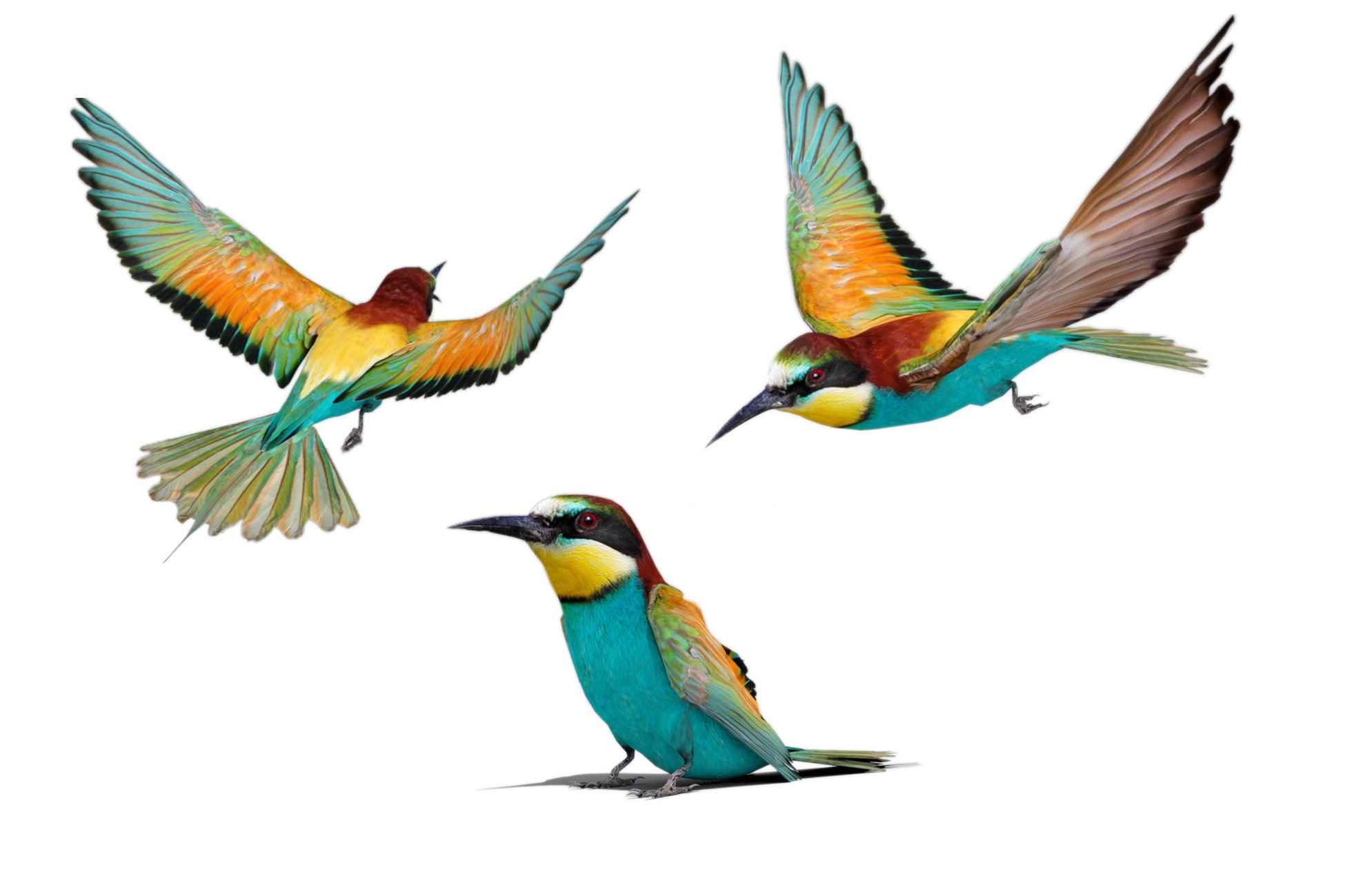 Bee-eater Animated | Characters | Unity Asset Store