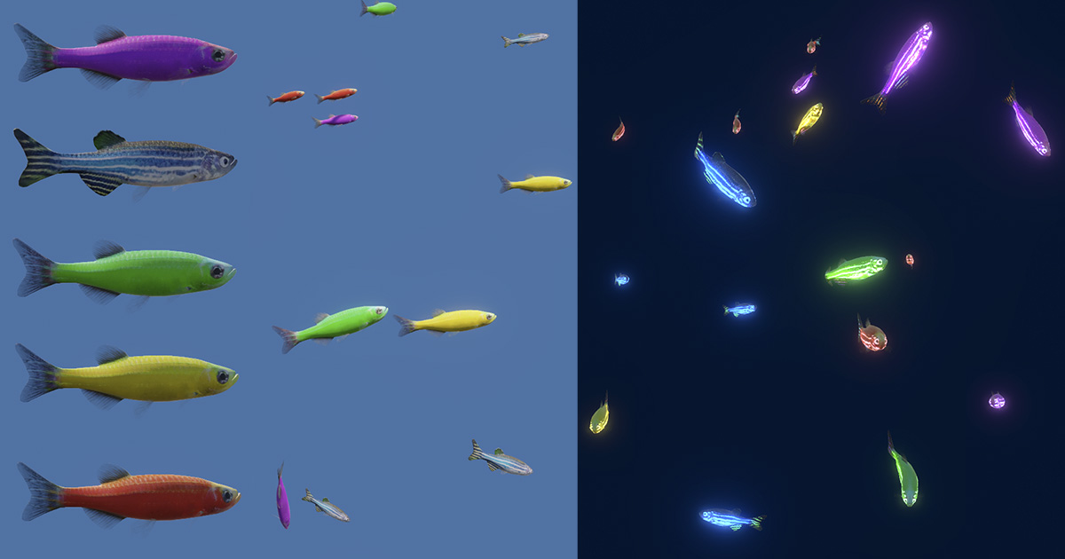 Danio Glow Schooling fish | Characters | Unity Asset Store